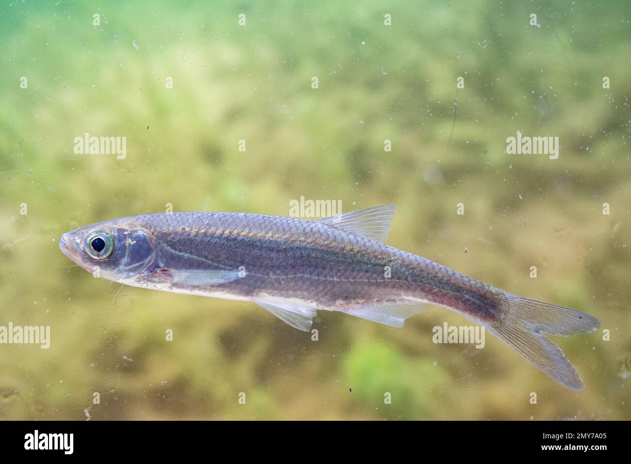 common bleak swimming in the mid water Stock Photo - Alamy