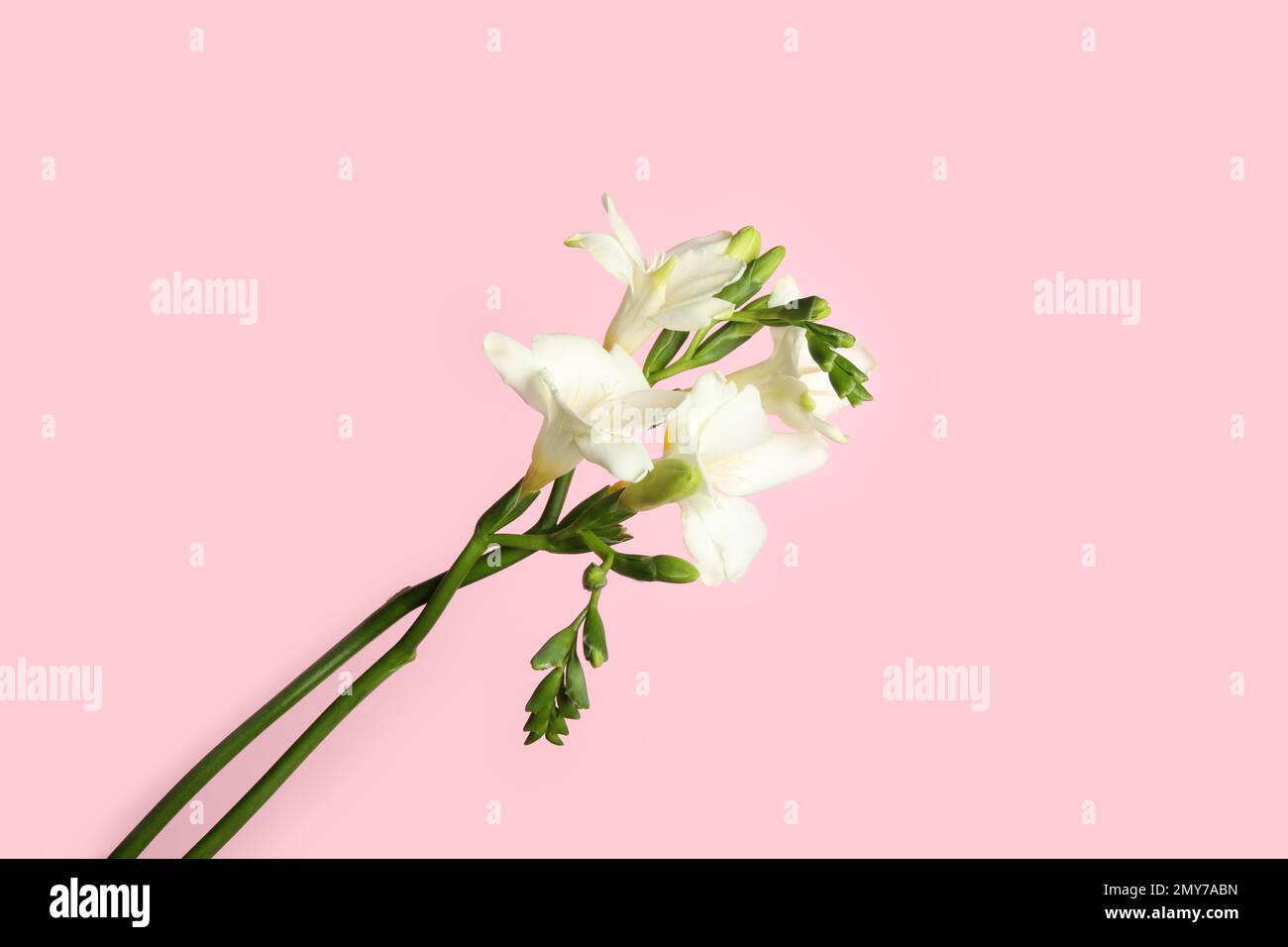 Beautiful freesia flowers on light pink background Stock Photo - Alamy
