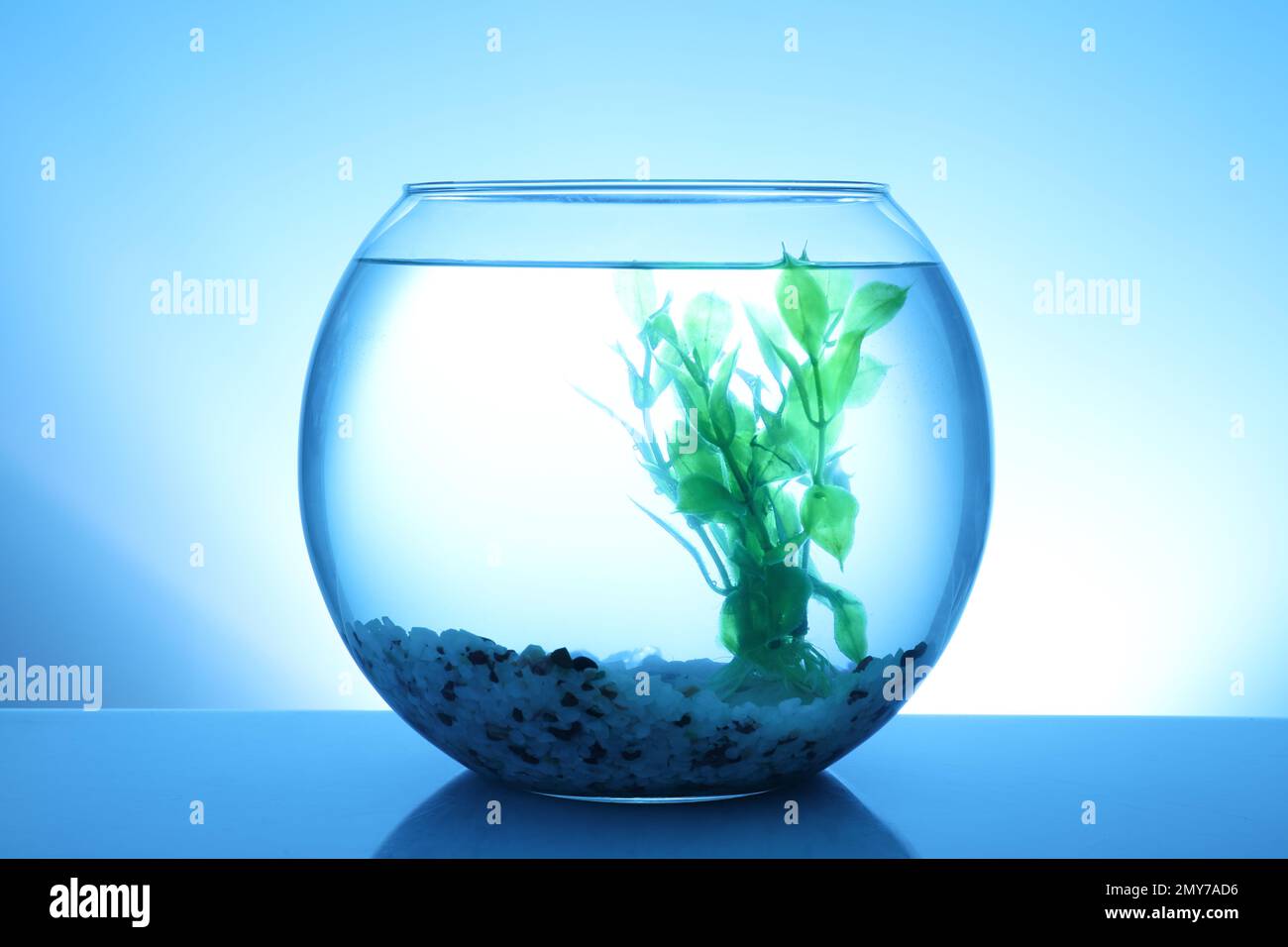Glass fish bowl with clear water, plant and decorative pebble on blue ...