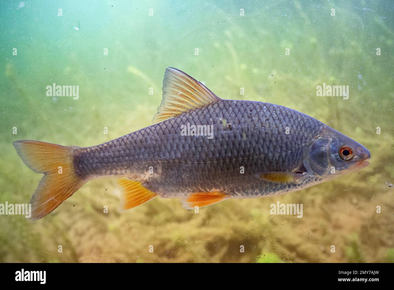 adult roach swimming in the water Stock Photo - Alamy