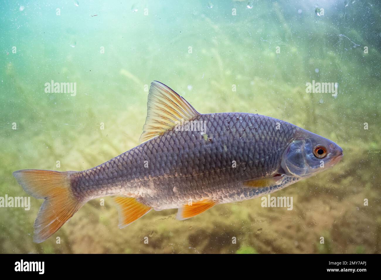 adult roach swimming in the water Stock Photo - Alamy