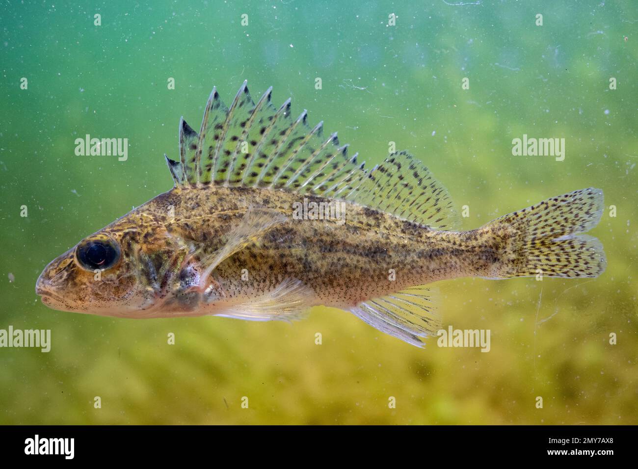 ruffe a small fish swimming in the water Stock Photo - Alamy