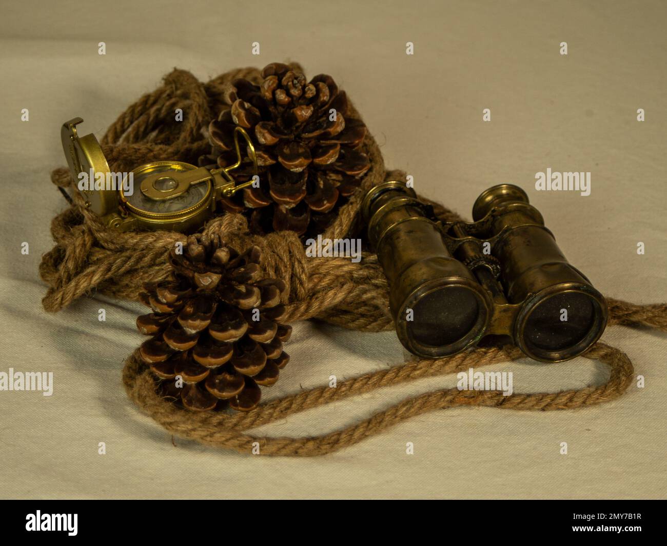 Observation of vegetation and tools used by pine cone growers to ...