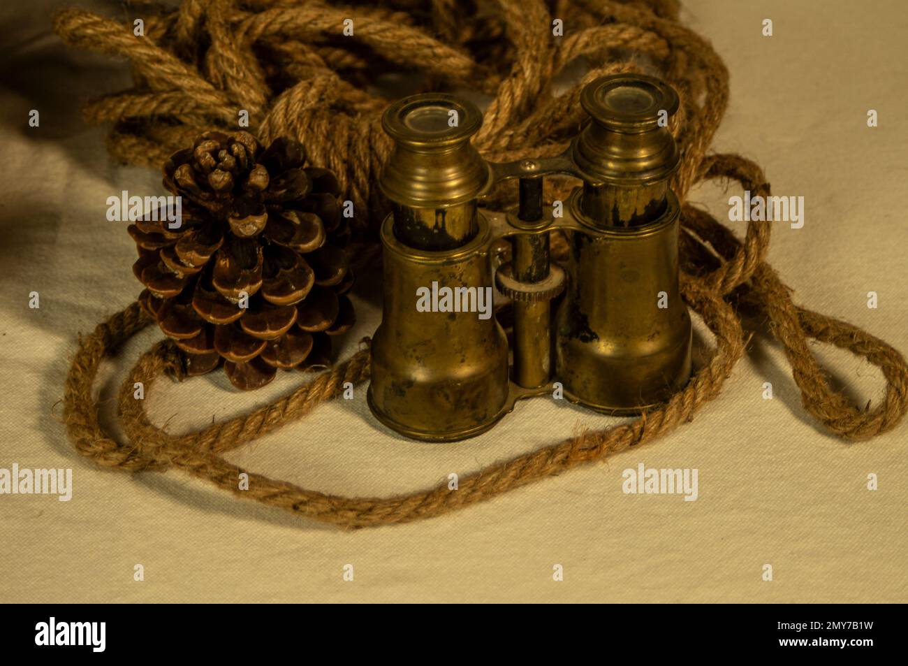 Observation of vegetation and tools used by pine cone growers to ...