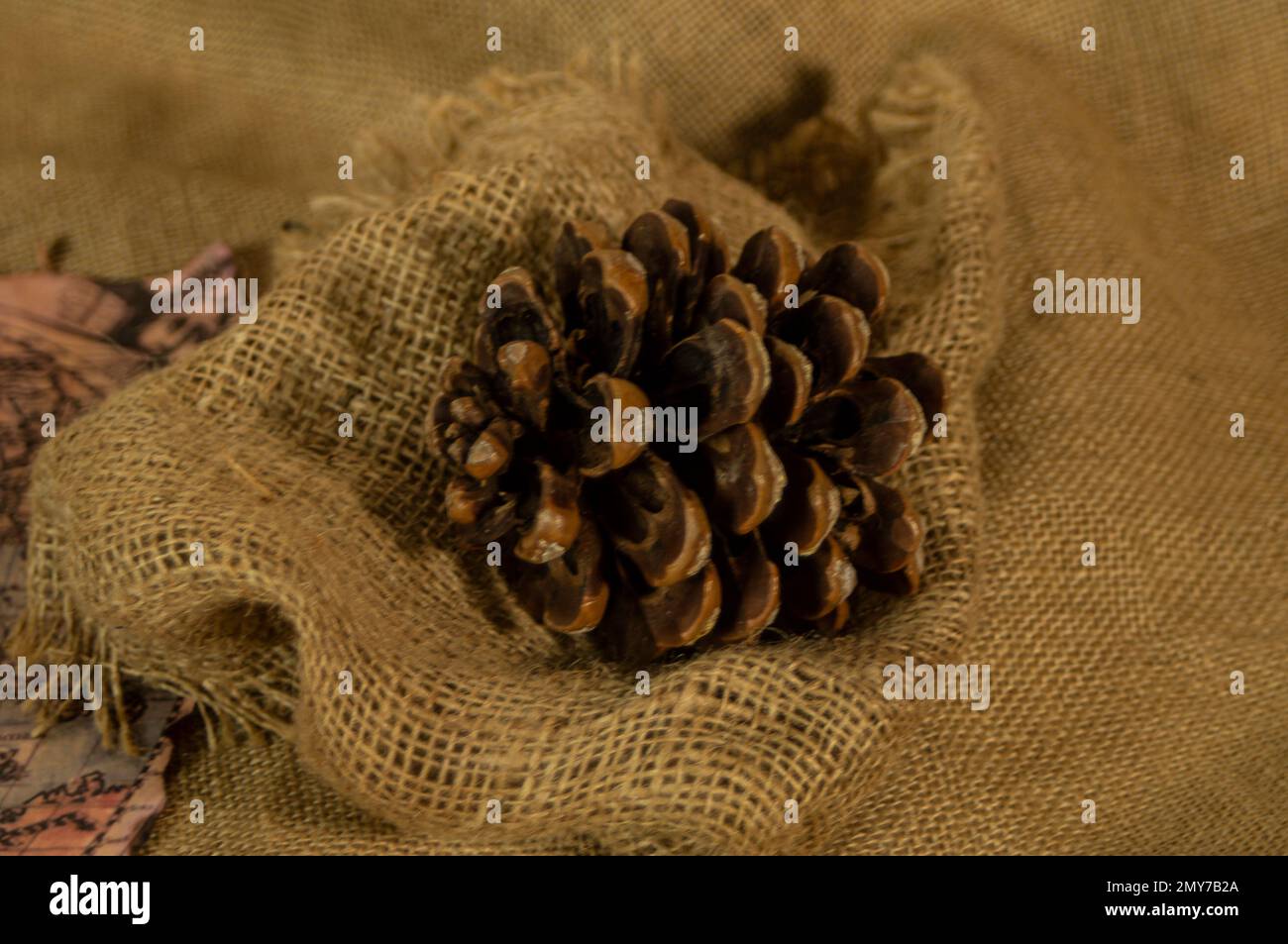 Dead vegetation of a pine cone on top of sack Stock Photo - Alamy