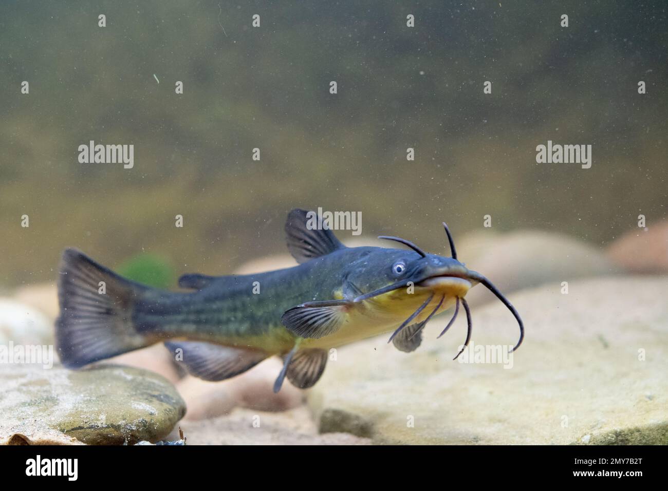Black bullhead catfish caught in belgium Stock Photo - Alamy