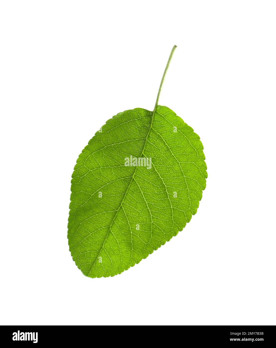 Green leaf of apple tree isolated on white Stock Photo - Alamy