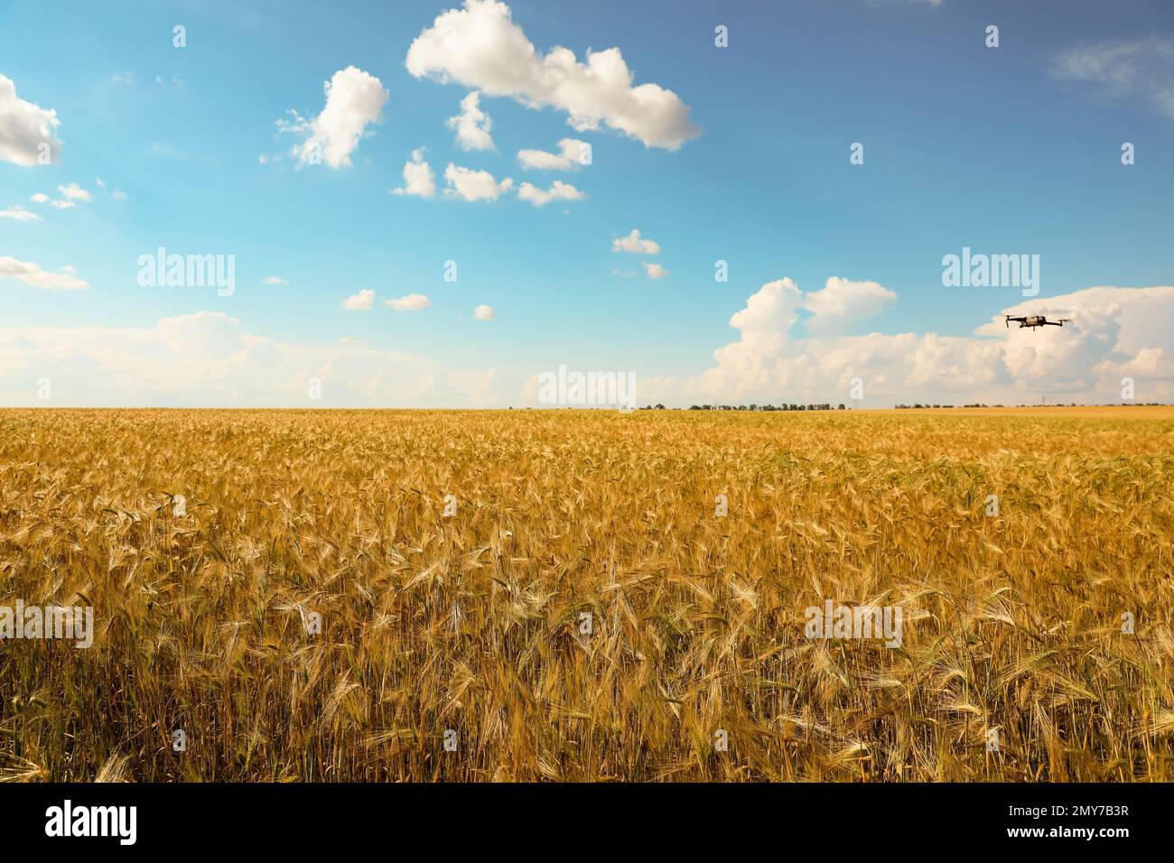 Modern drone flying over wheat grain field on sunny day. Agriculture industry Stock Photo - Alamy
