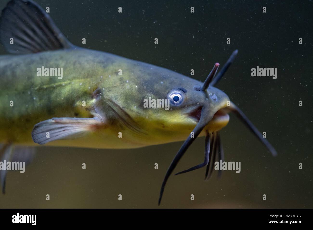 Black bullhead catfish caught in belgium Stock Photo - Alamy