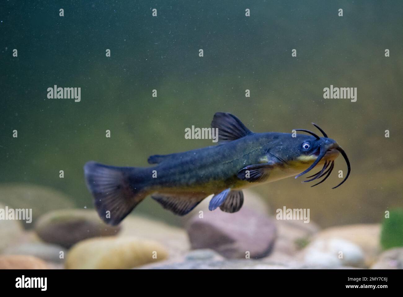 Black bullhead catfish caught in belgium Stock Photo - Alamy