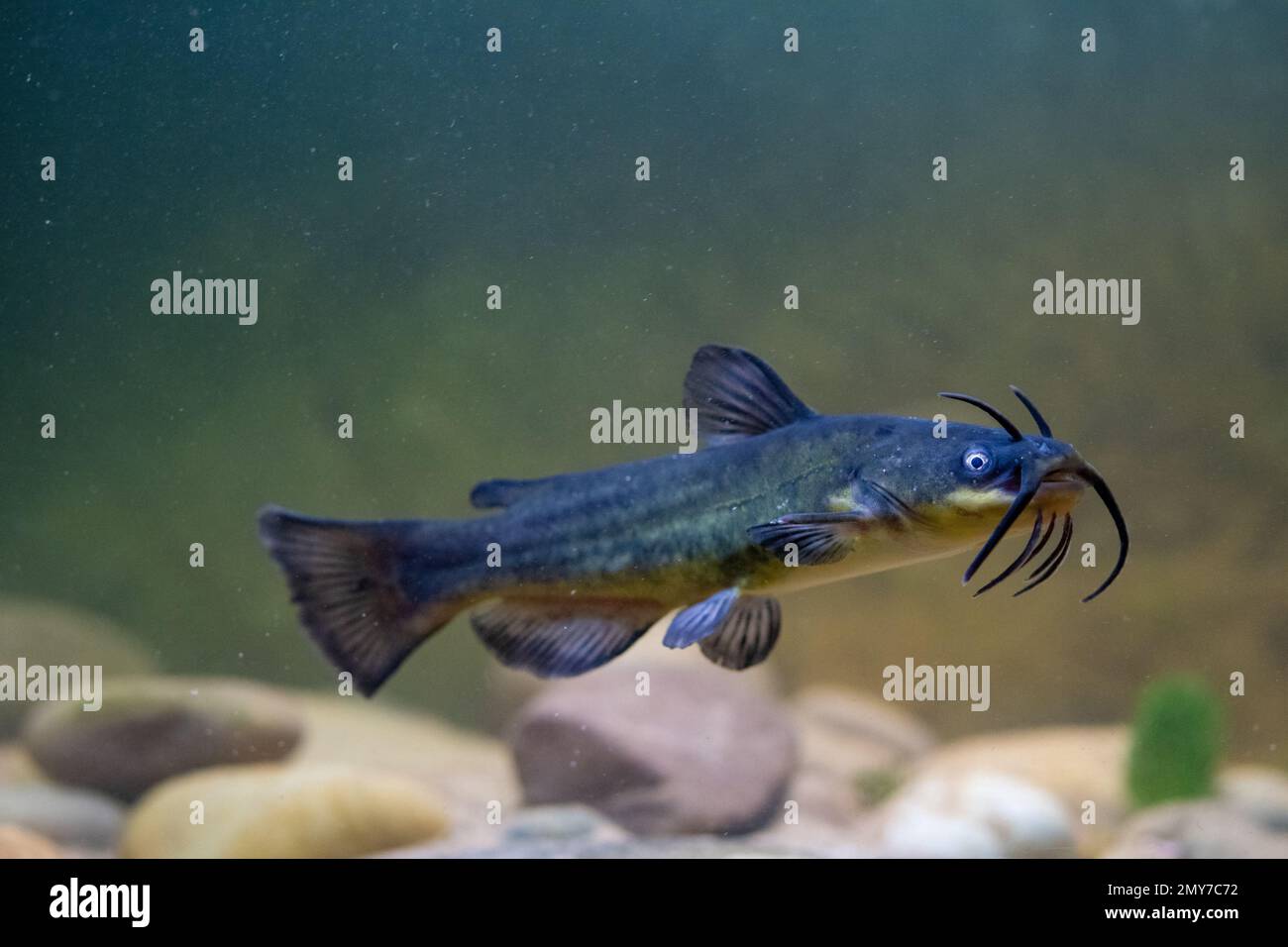 Yellow Bullhead Catfish Aquarium