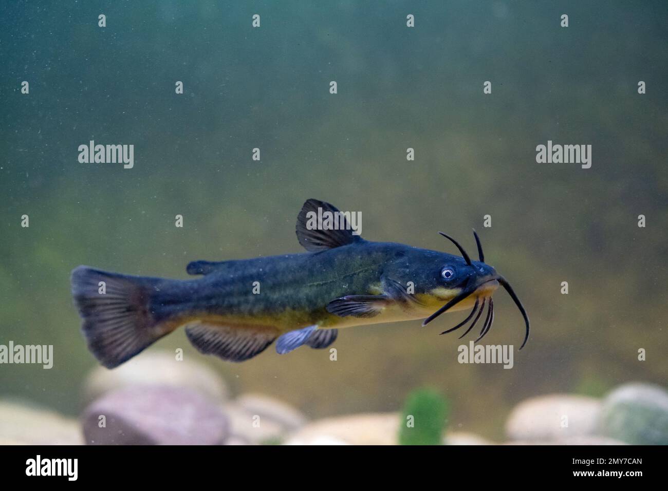 Black bullhead catfish ameiurus hi-res stock photography and images - Alamy