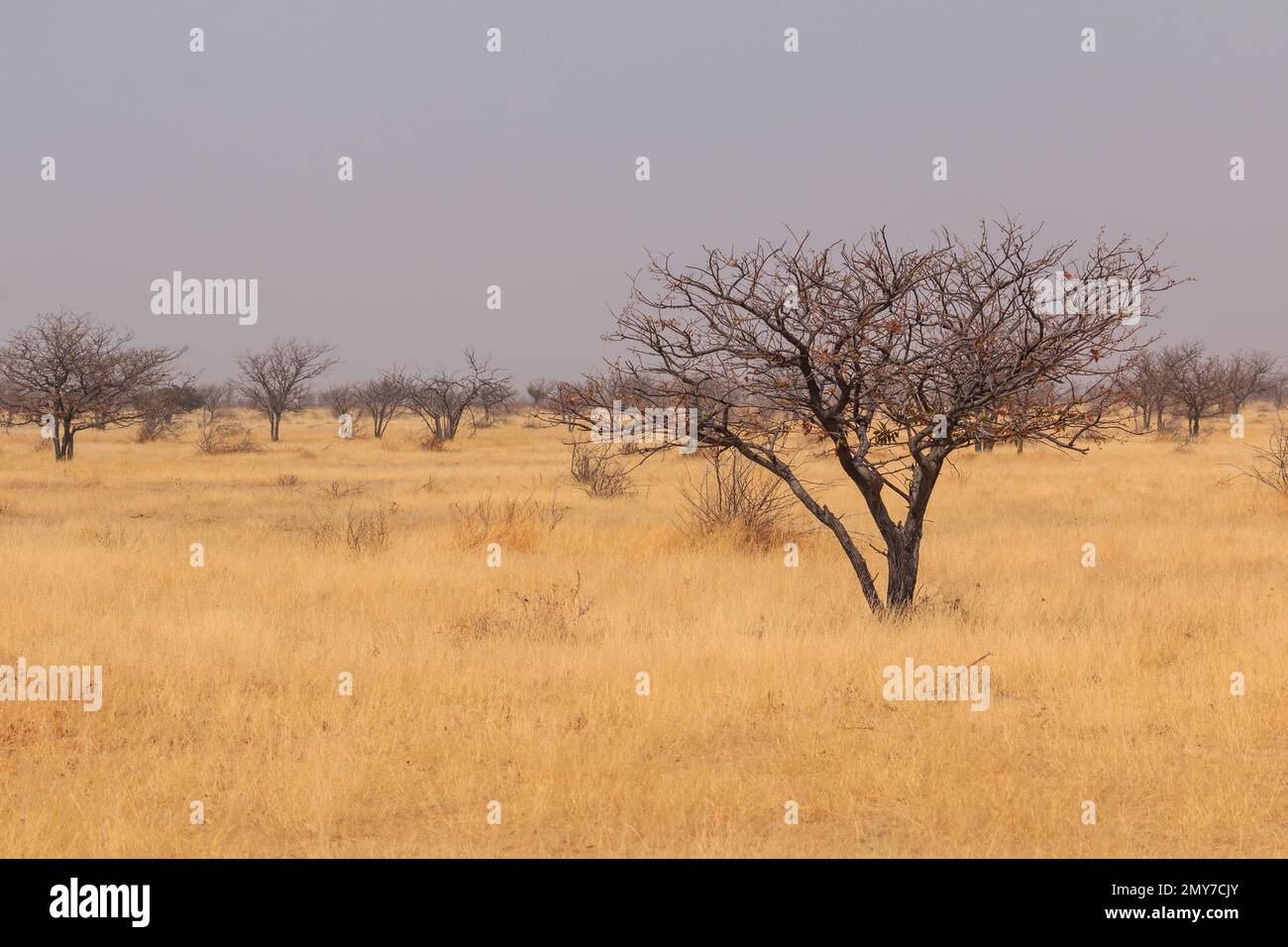 Namibian landscape. African savannah in Etosha National Park. Namibia ...