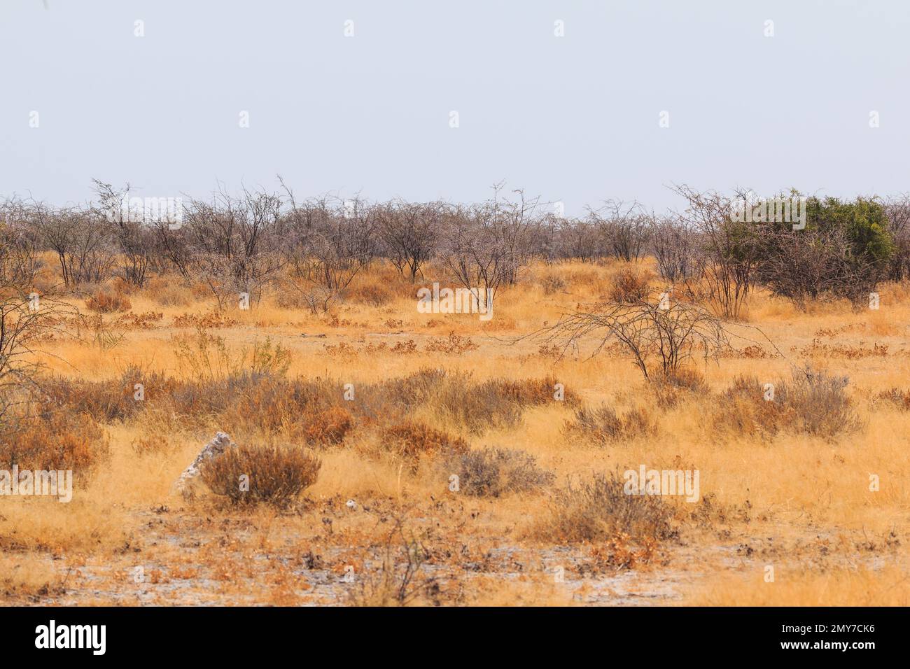 Namibian landscape. African savannah in Etosha National Park. Namibia ...