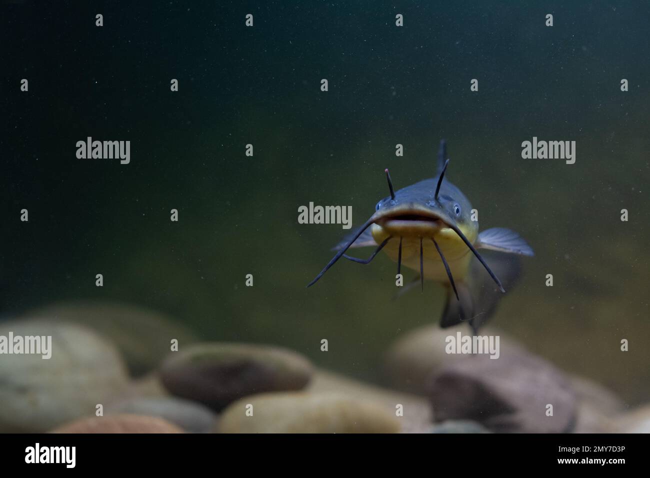 Black bullhead catfish ameiurus hi-res stock photography and images - Alamy