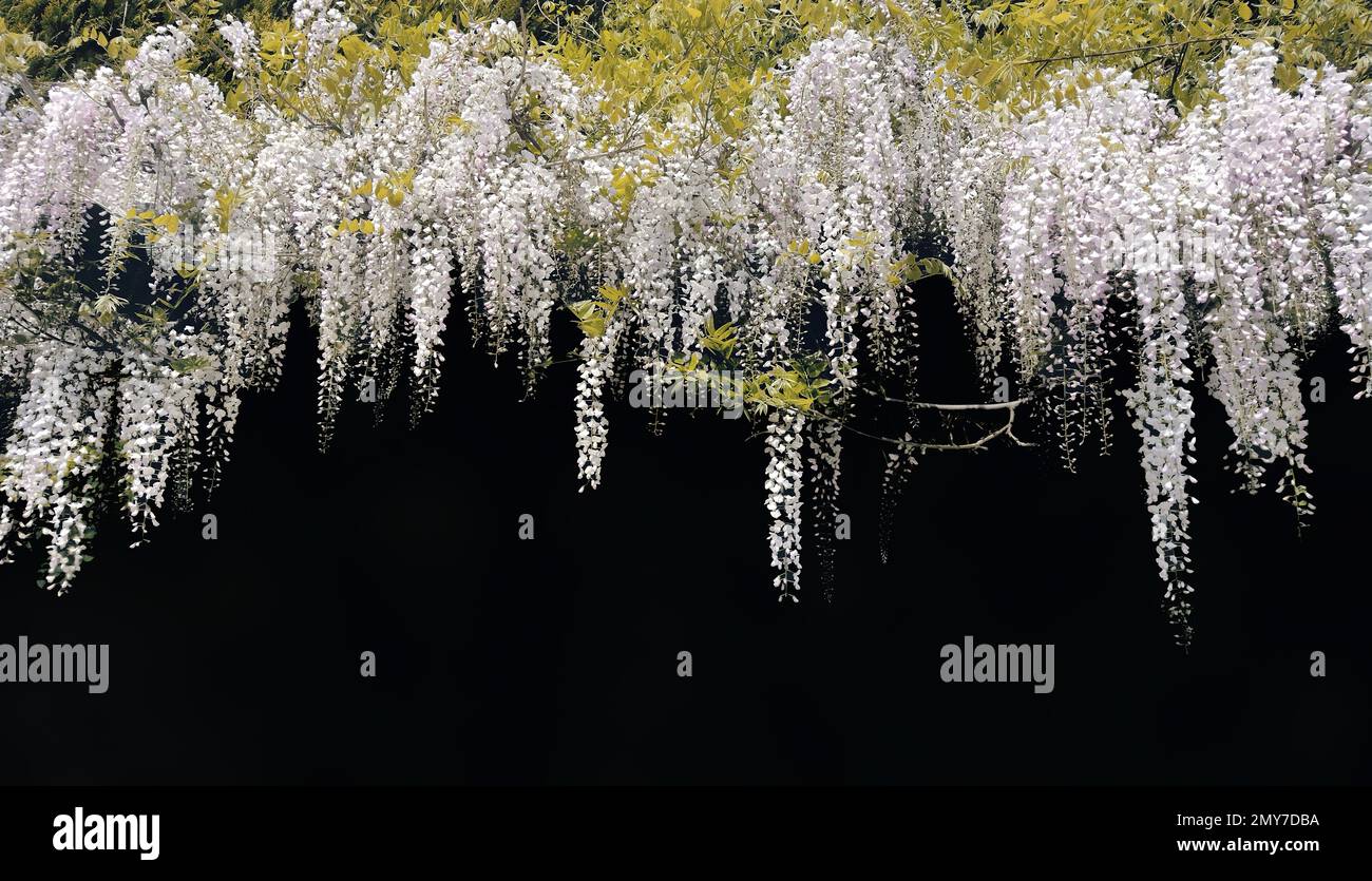 White creeper hi-res stock photography and images - Alamy