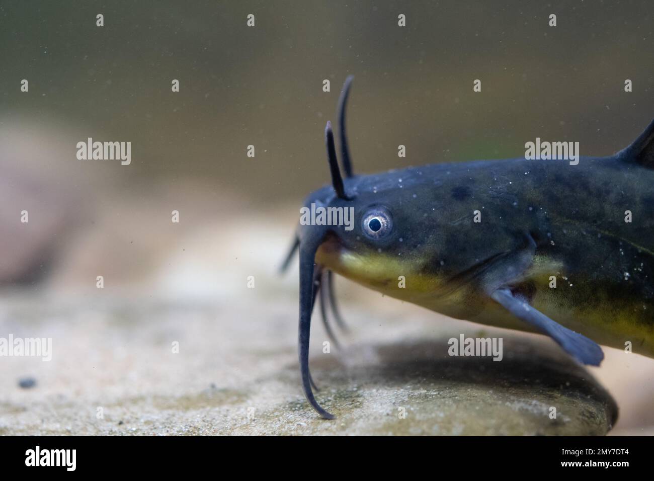 Black bullhead catfish caught in belgium Stock Photo - Alamy