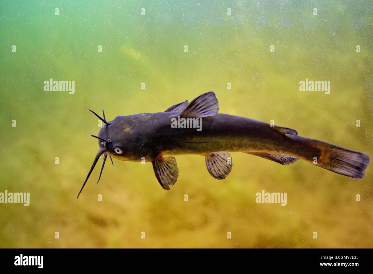 Bullhead catfish hi-res stock photography and images - Alamy