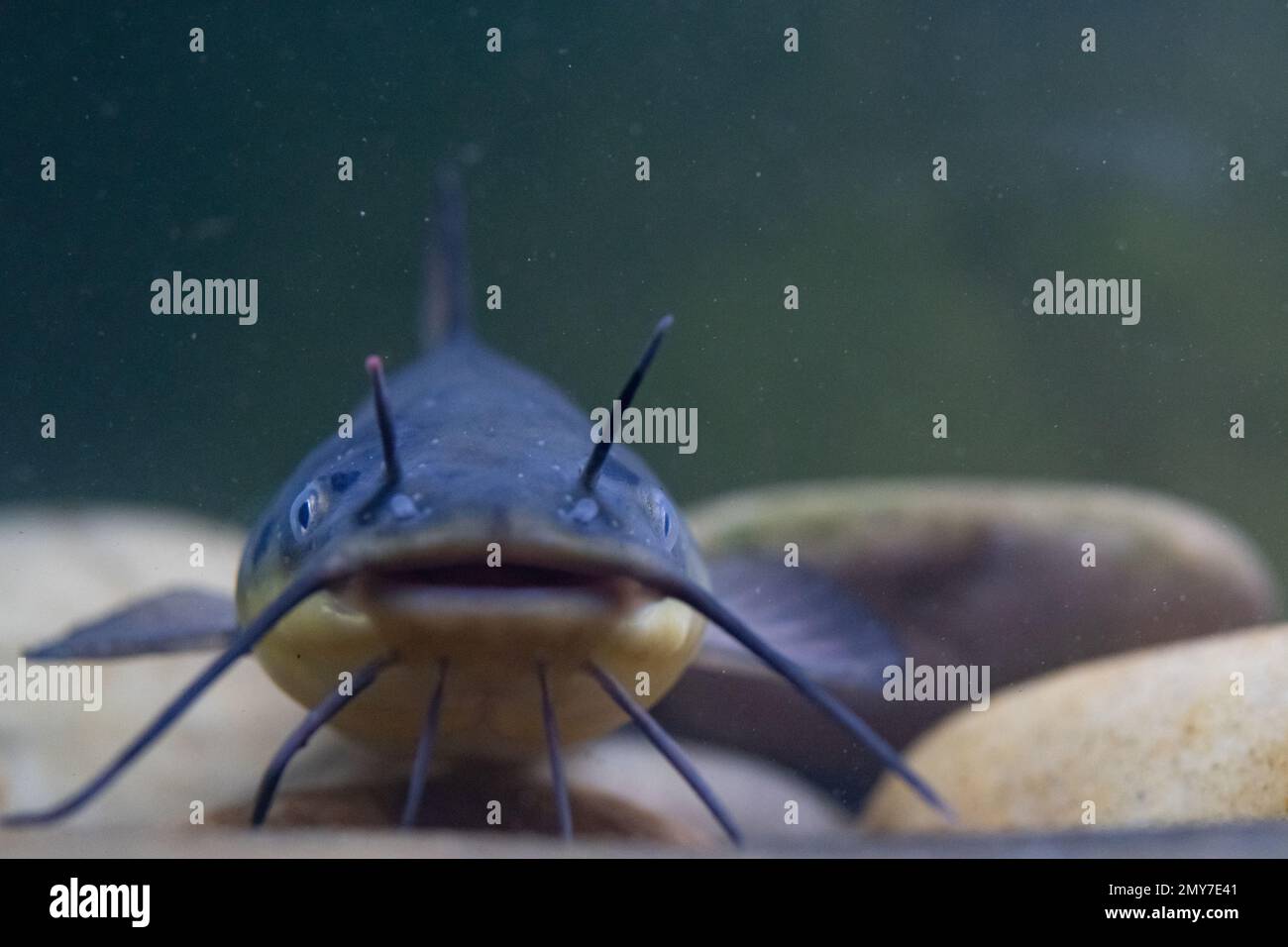 Black bullhead catfish ameiurus hi-res stock photography and images - Alamy