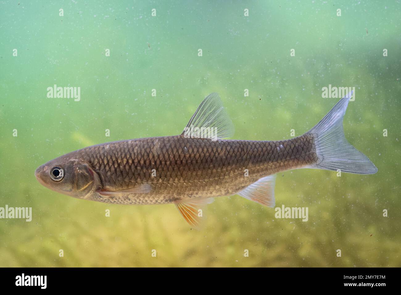Chub squalius cephalus swimming hi-res stock photography and images - Alamy