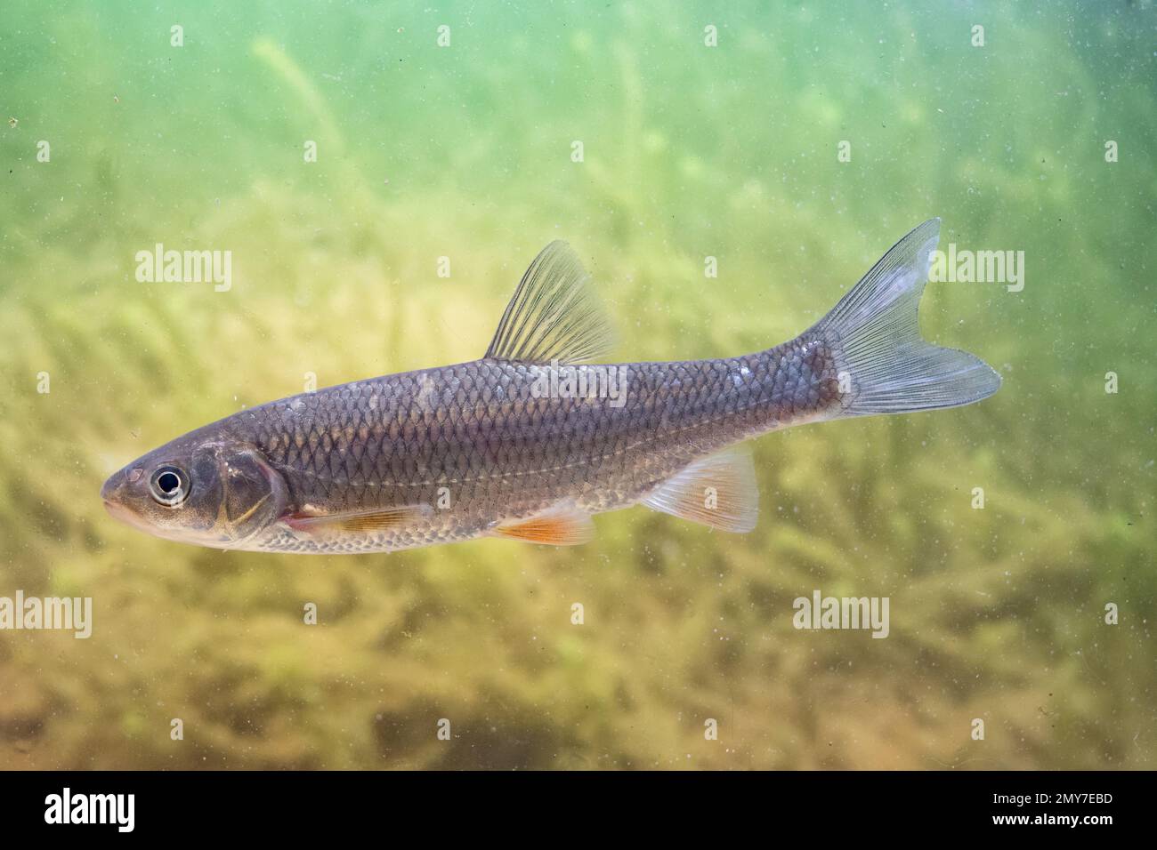 Chub squalius cephalus swimming hi-res stock photography and images - Alamy