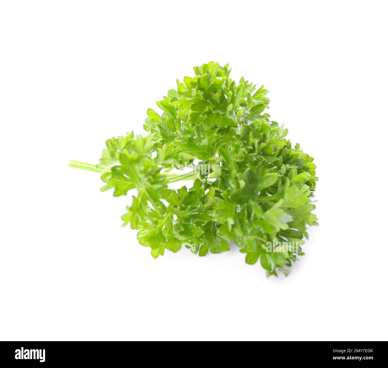 Fresh green curly parsley on white background Stock Photo - Alamy