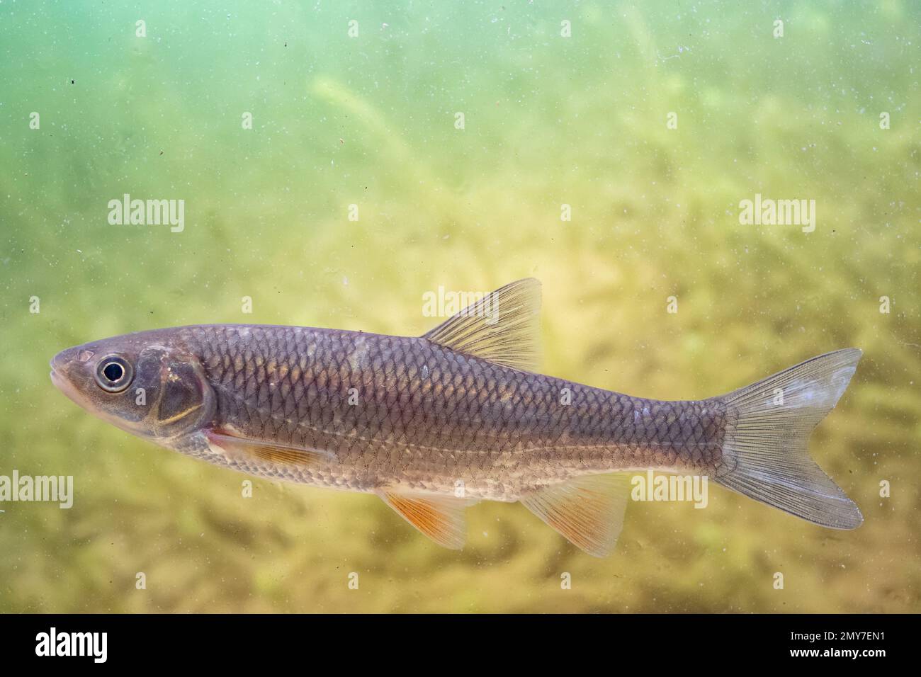 chub swimming in the water Stock Photo - Alamy