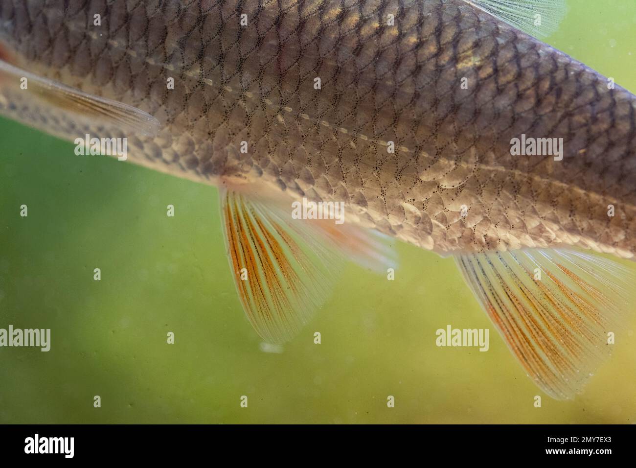chub swimming in the water Stock Photo - Alamy