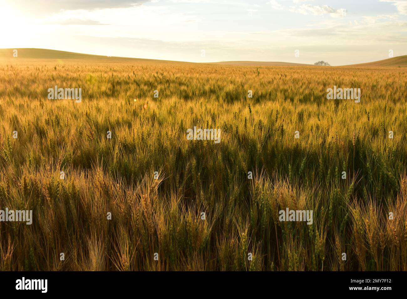 Green ripening stalks of wheat mixed in with more maturing crop growing ...