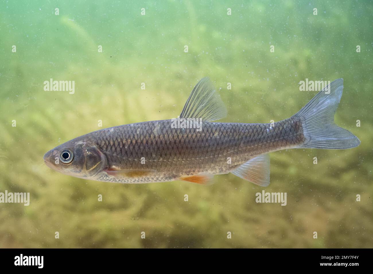 chub swimming in the water Stock Photo - Alamy