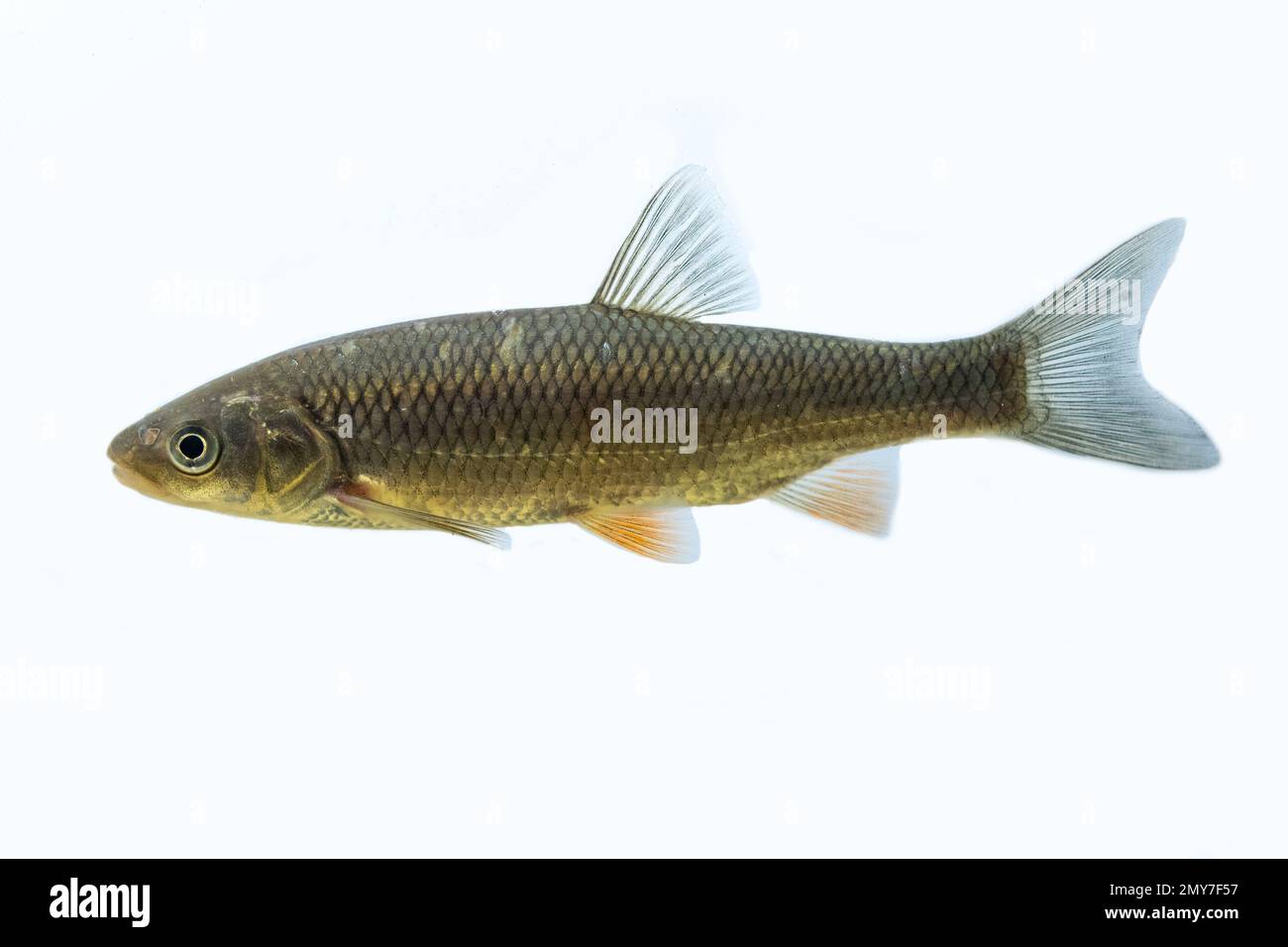 chub swimming in the water Stock Photo - Alamy