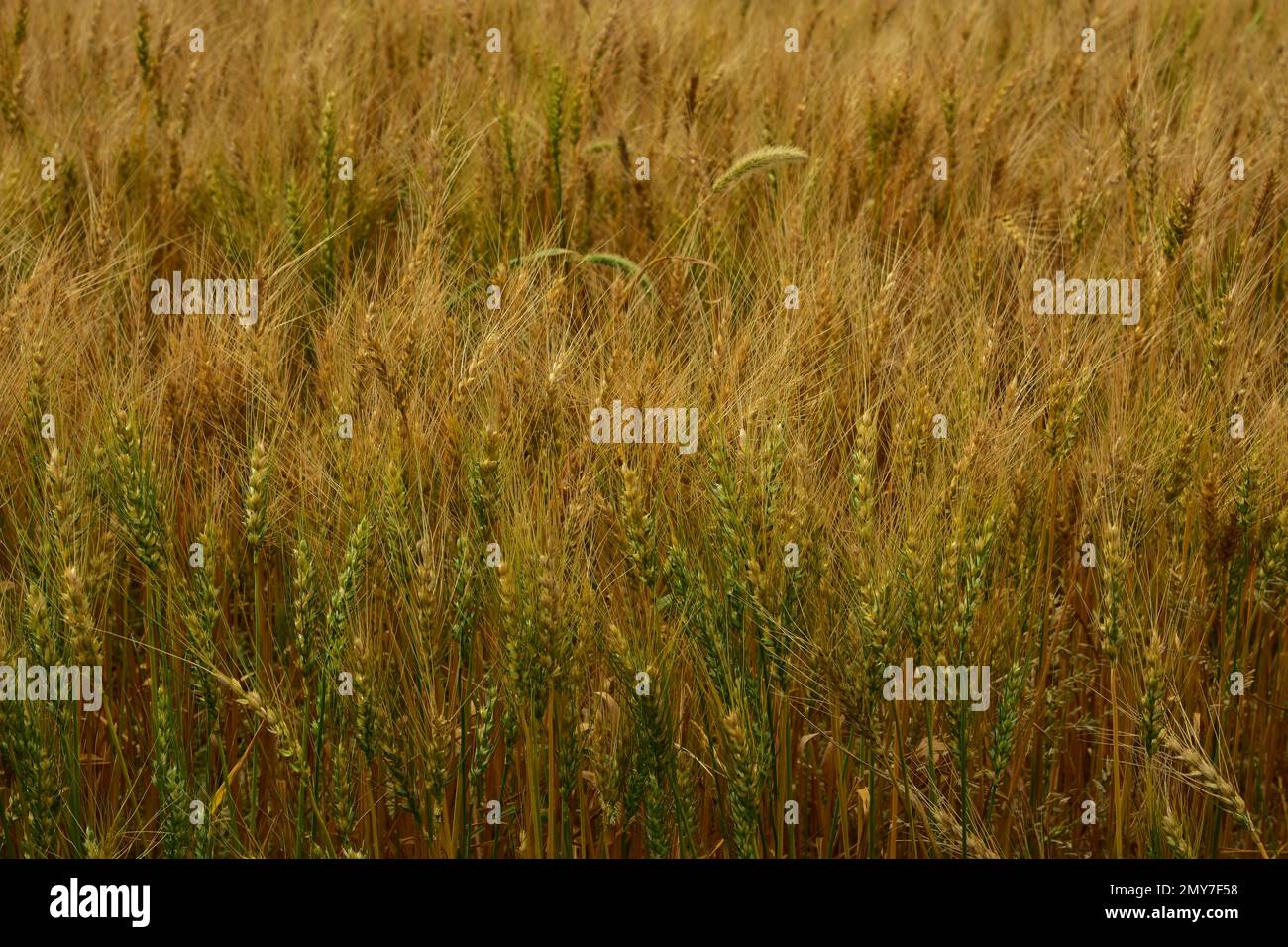 Green ripening stalks of wheat mixed in with more maturing crop growing ...