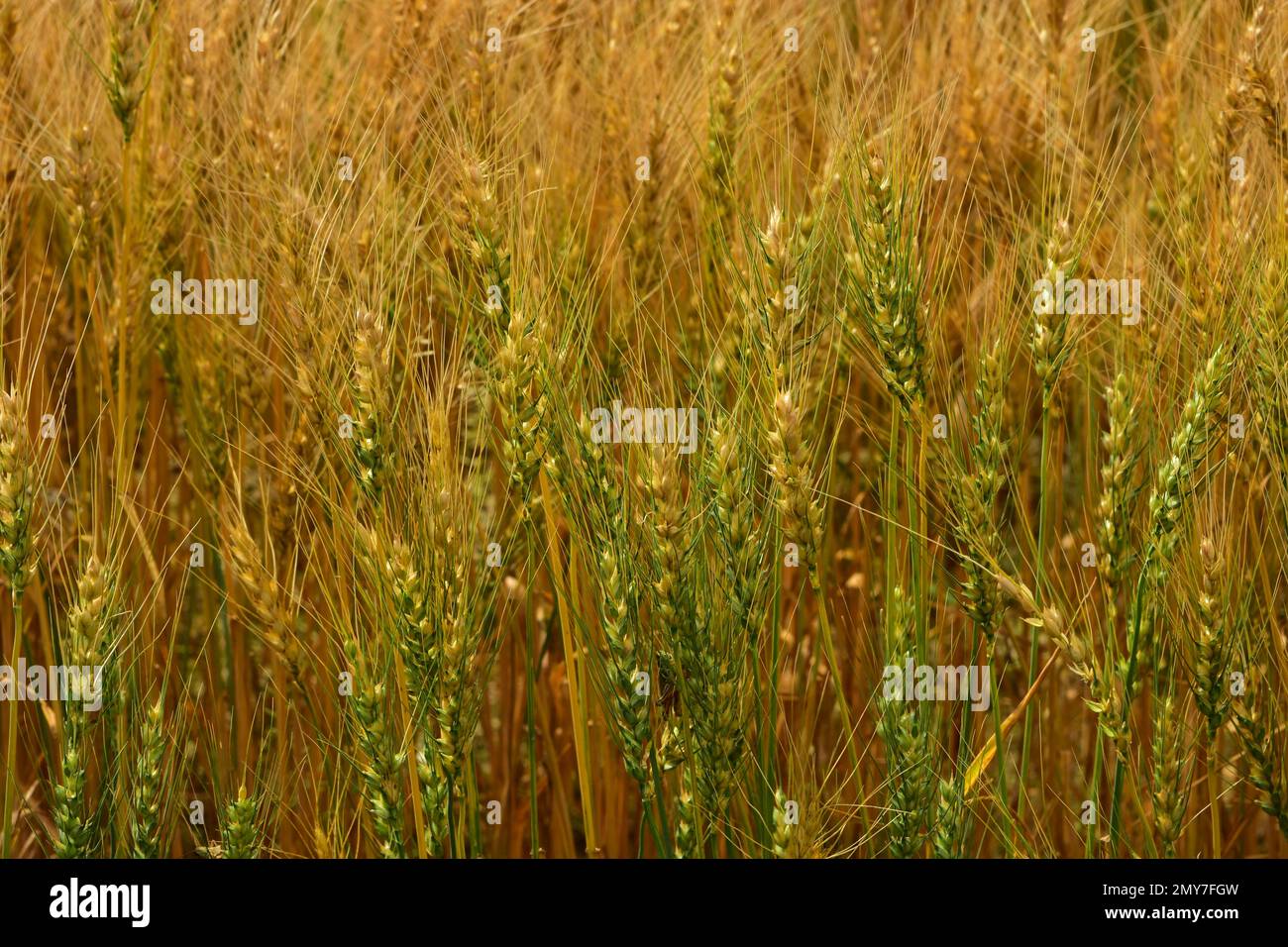 Green ripening stalks of wheat mixed in with more maturing crop growing ...