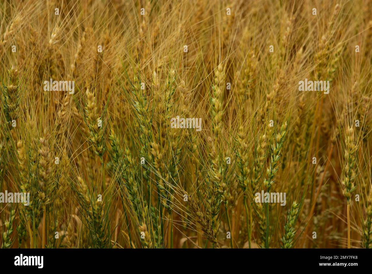 Green ripening stalks of wheat mixed in with more maturing crop growing ...