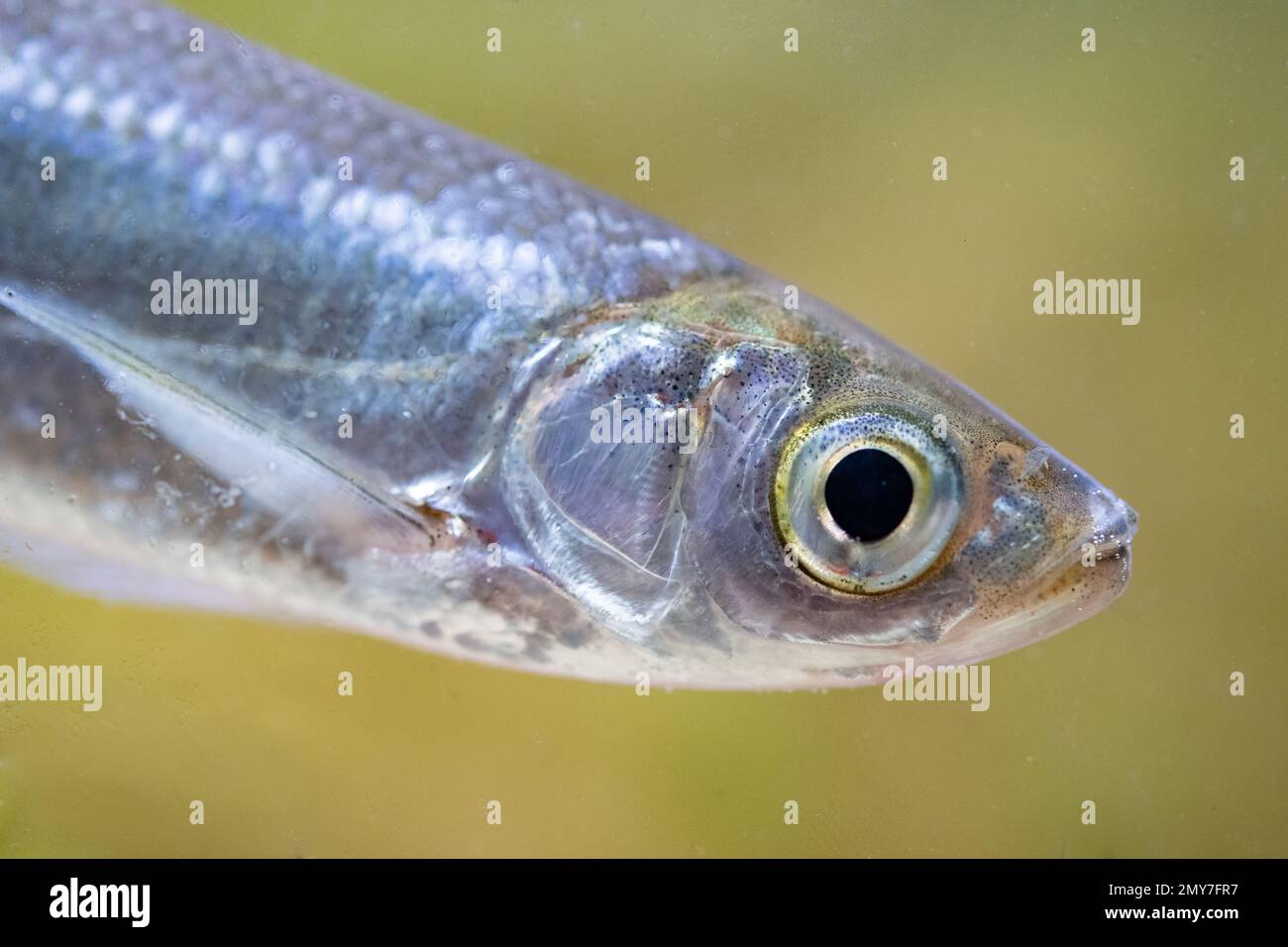 common bleak swimming in the mid water Stock Photo - Alamy