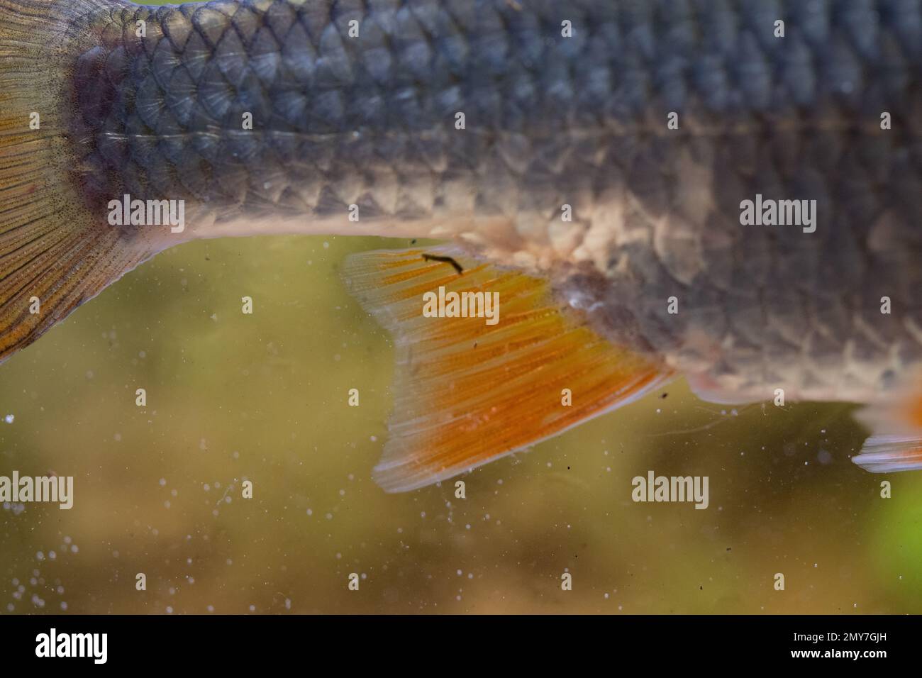 adult roach swimming in the water Stock Photo - Alamy