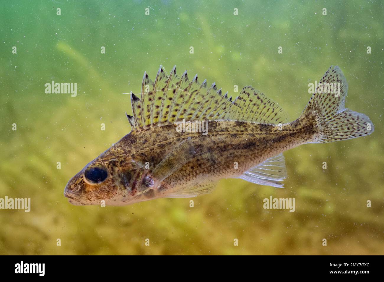 Single small fish swimming hi-res stock photography and images - Alamy