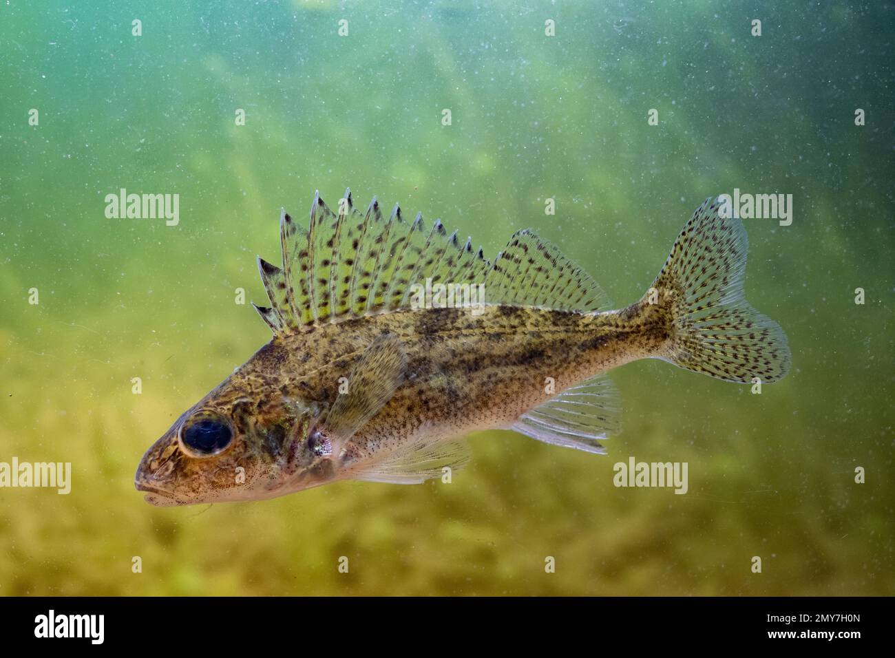 ruffe a small fish swimming in the water Stock Photo - Alamy