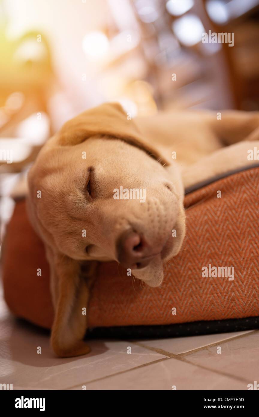 Labrador dog take nap lying in bed close up view Stock Photo - Alamy