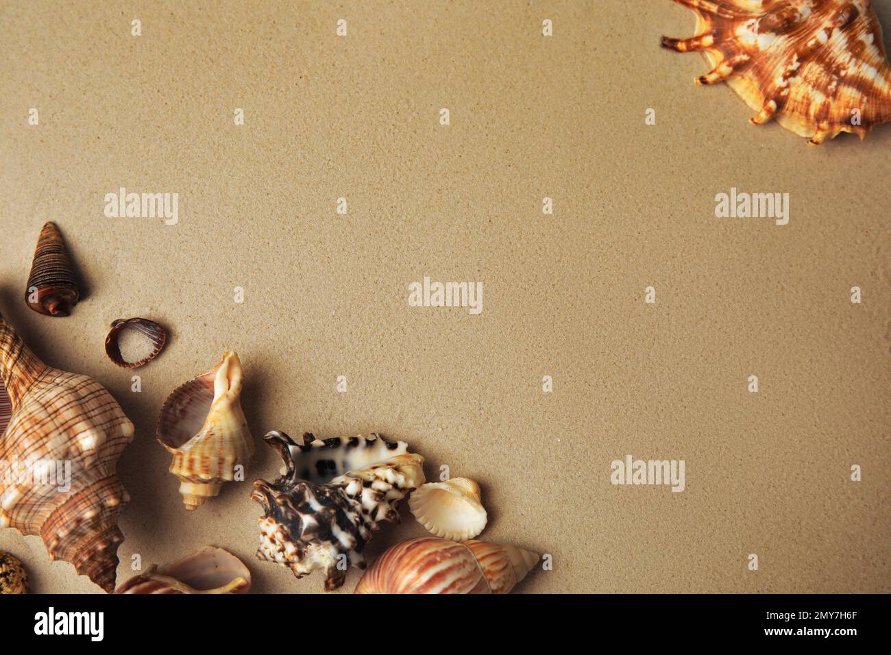 Different beautiful sea shells on sand, flat lay. Space for text Stock ...