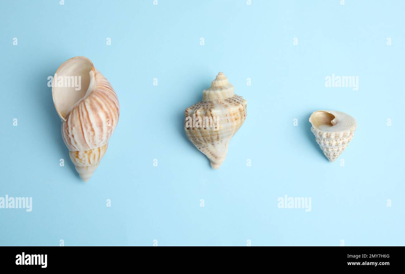 Different beautiful sea shells on light blue background, flat lay Stock ...