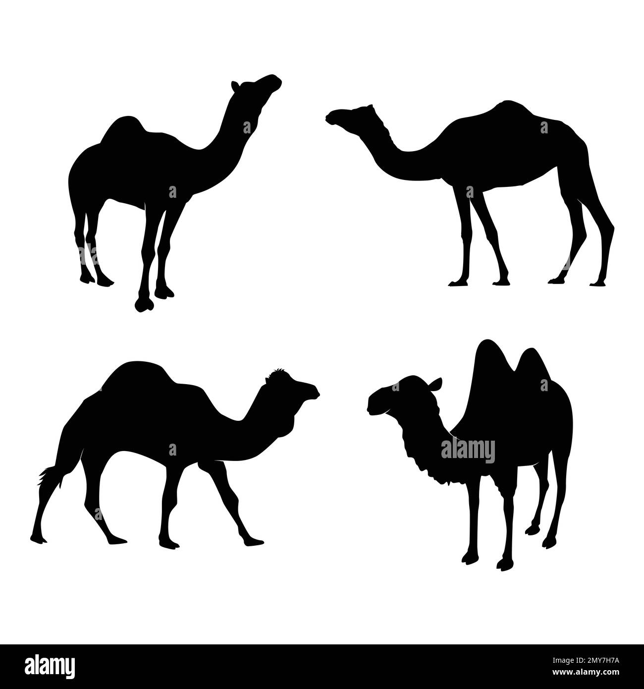 Camel silhouette set hi-res stock photography and images - Alamy
