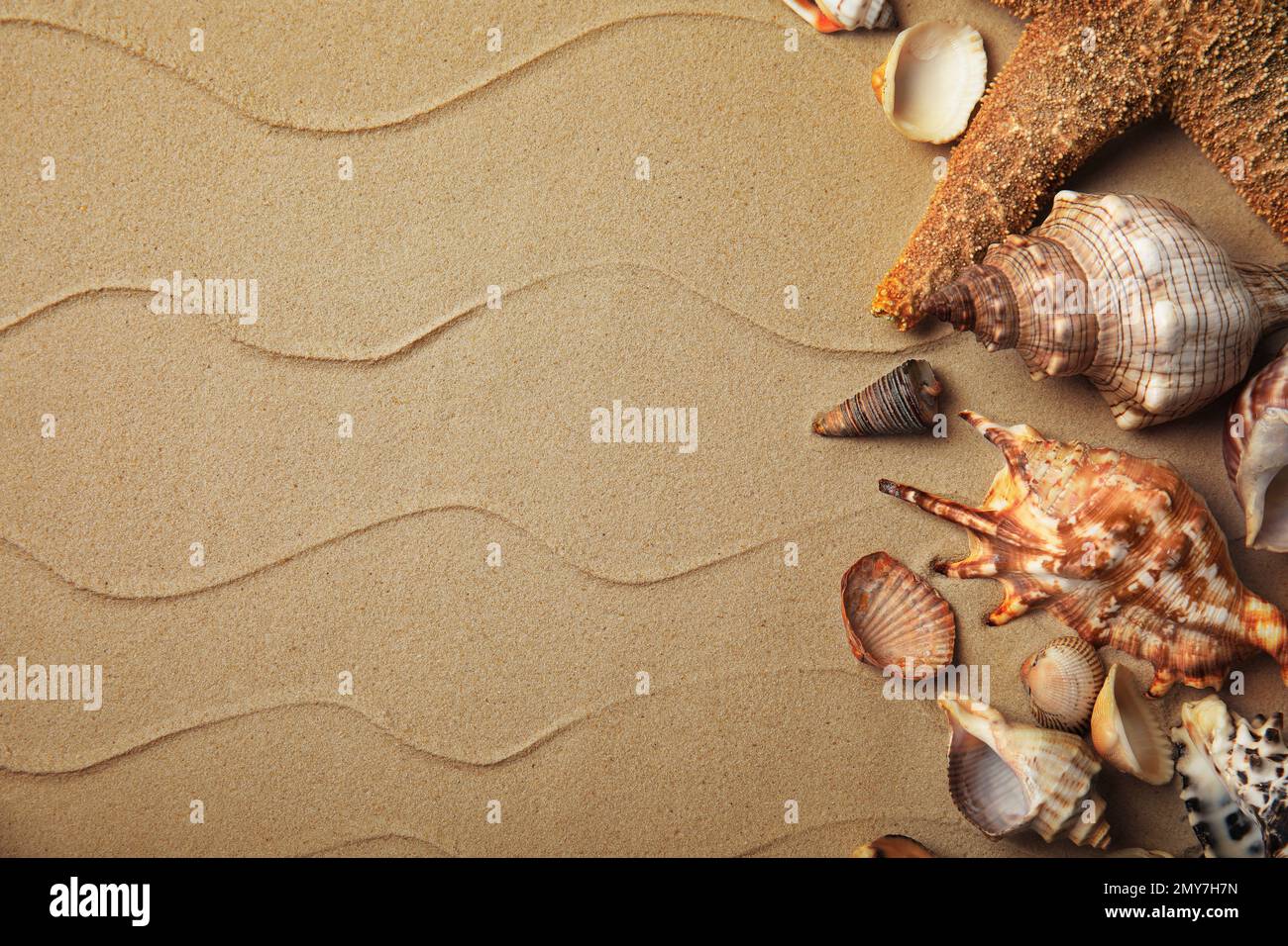 Different beautiful sea shells on sand, flat lay. Space for text Stock ...