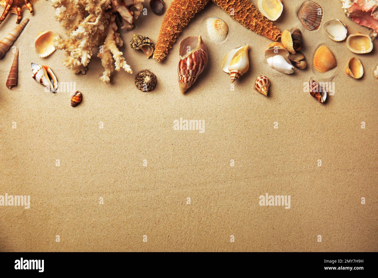 Different beautiful sea shells on sand, flat lay. Space for text Stock ...