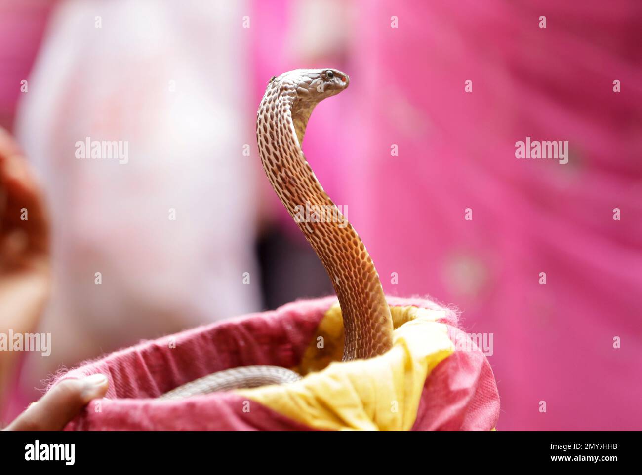 A boy displays a snake to attract alms as Hindu devotees arrive to ...