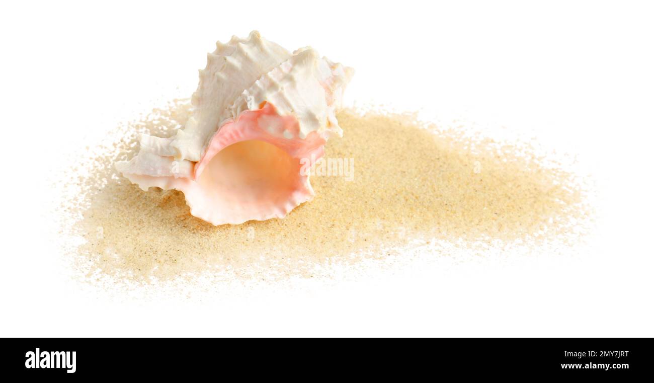 Beautiful sea shell and sand on white background Stock Photo - Alamy