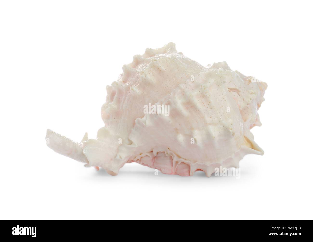 Beautiful exotic sea shell isolated on white Stock Photo - Alamy