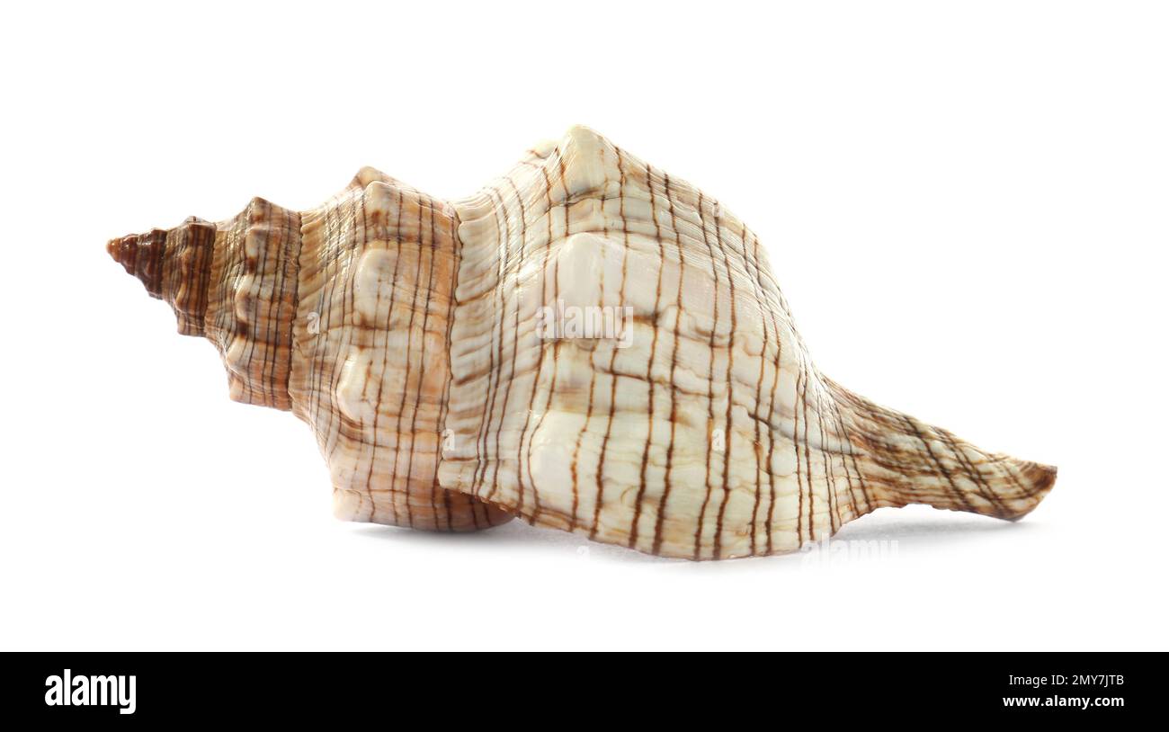Beautiful exotic sea shell isolated on white Stock Photo - Alamy
