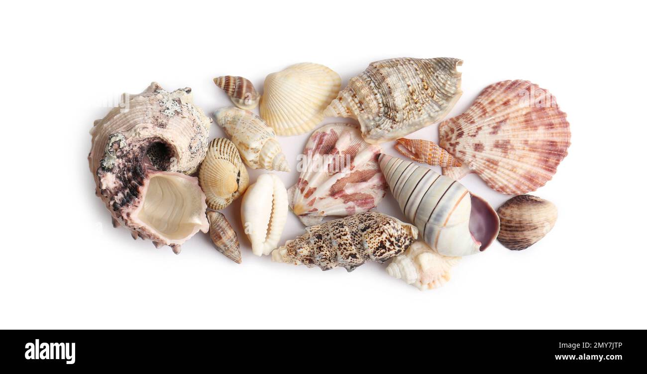Beautiful exotic sea shells isolated on white, top view Stock Photo - Alamy