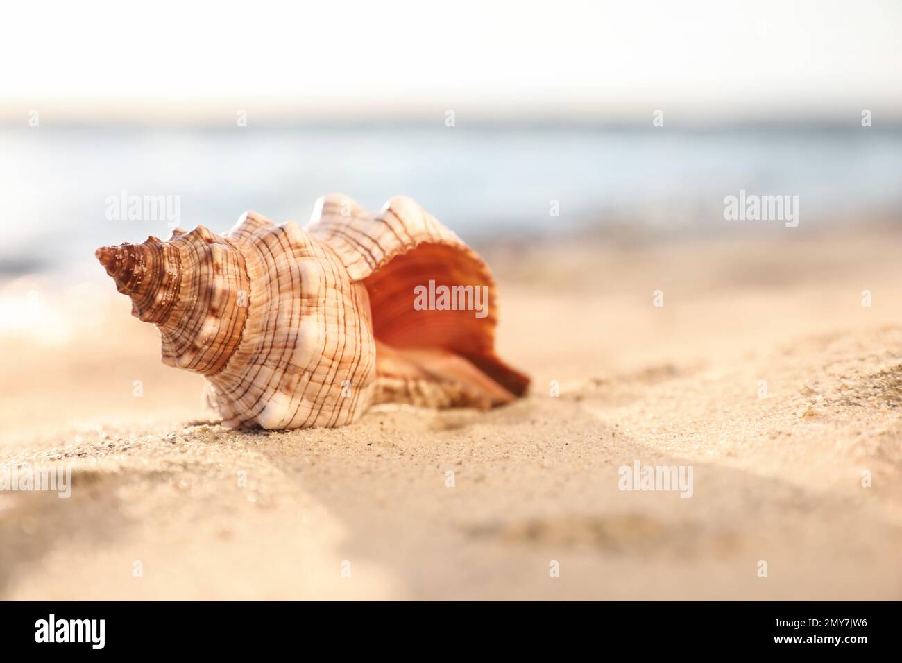 Beautiful exotic sea shell on sandy beach Stock Photo - Alamy